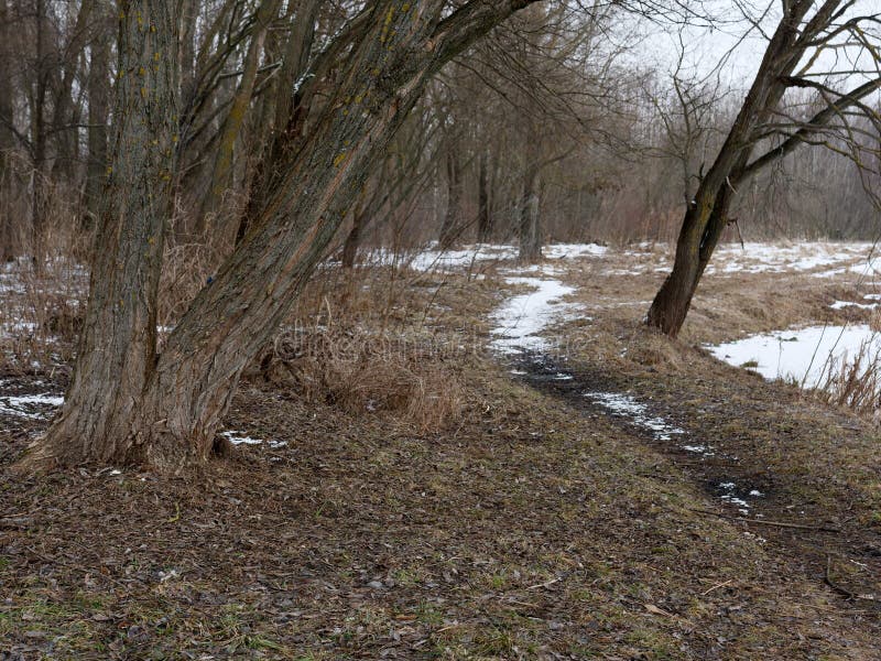 The Beginning of Spring. Bush Thickets in a Meadow with Thawed Patches ...