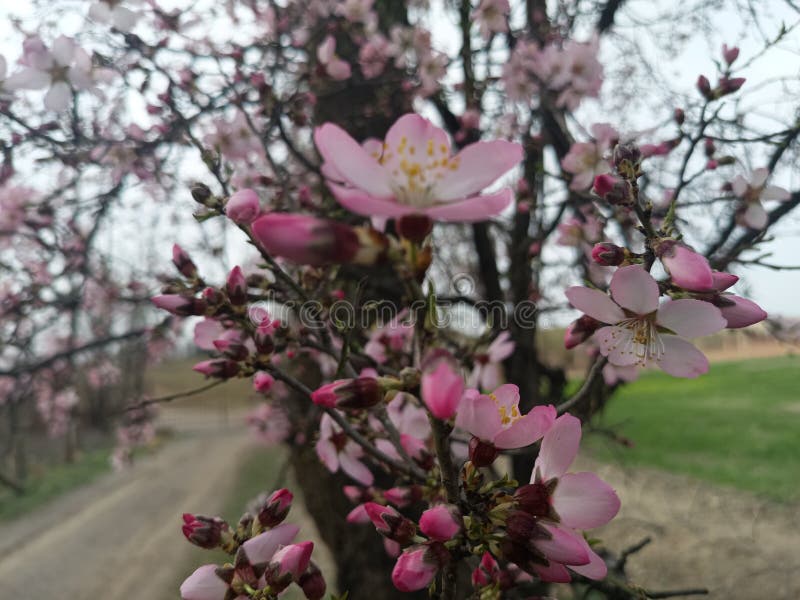 The Beginning of Spring is the Emergence of Flowers from the Almond ...
