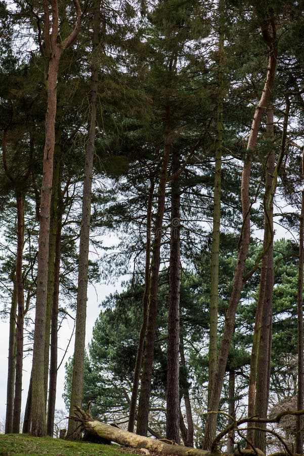 The Beginning of Spring in the English Forest or Park Stock Image ...
