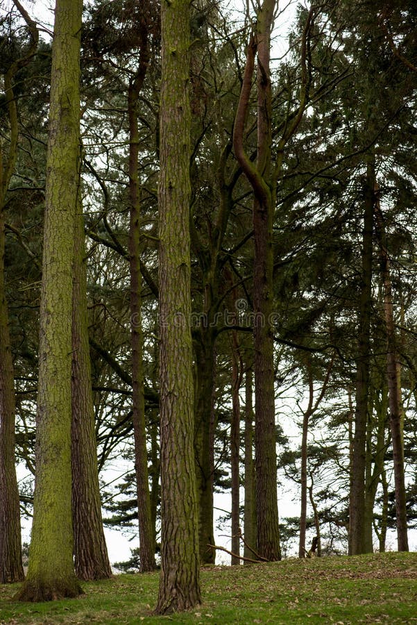 The Beginning of Spring in the English Forest or Park Stock Image ...