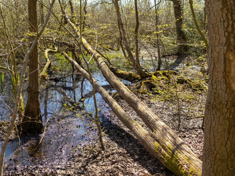 The beginning of spring 2 stock photo. Image of river - 256350660