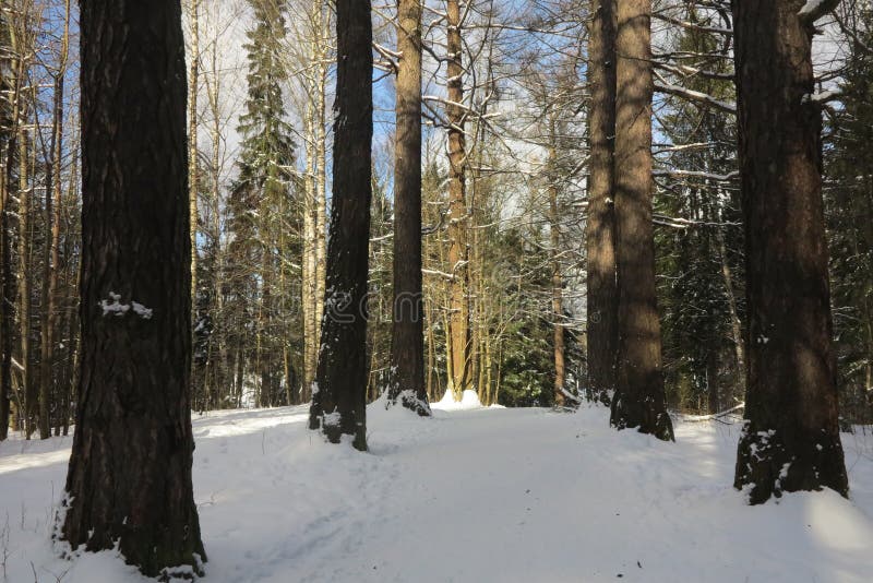 The Beginning of Spring in the Forest. Stock Photo - Image of beginning ...