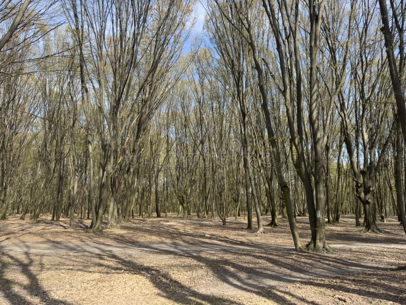 Beginning of Spring in the Forest Stock Image - Image of beautiful ...