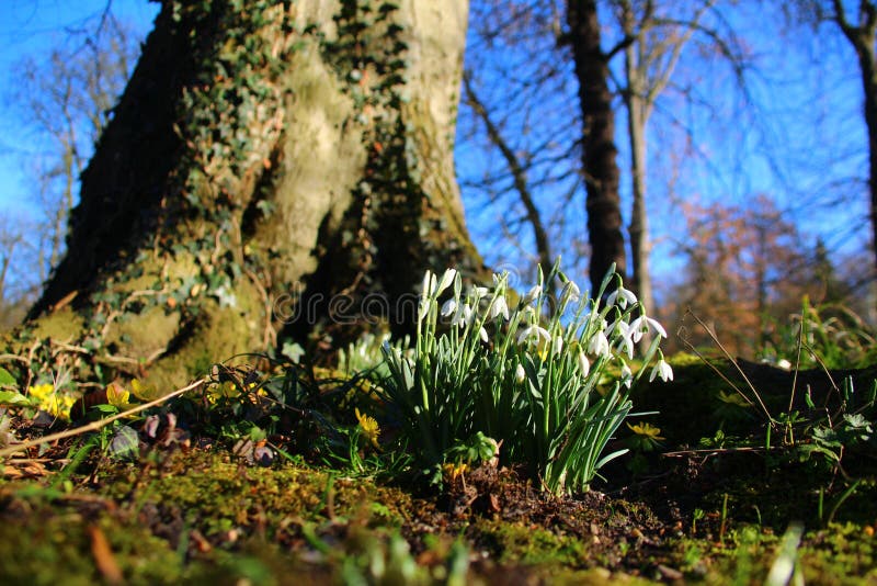 The Beginning of Spring. Germany Stock Photo - Image of spring, castle ...