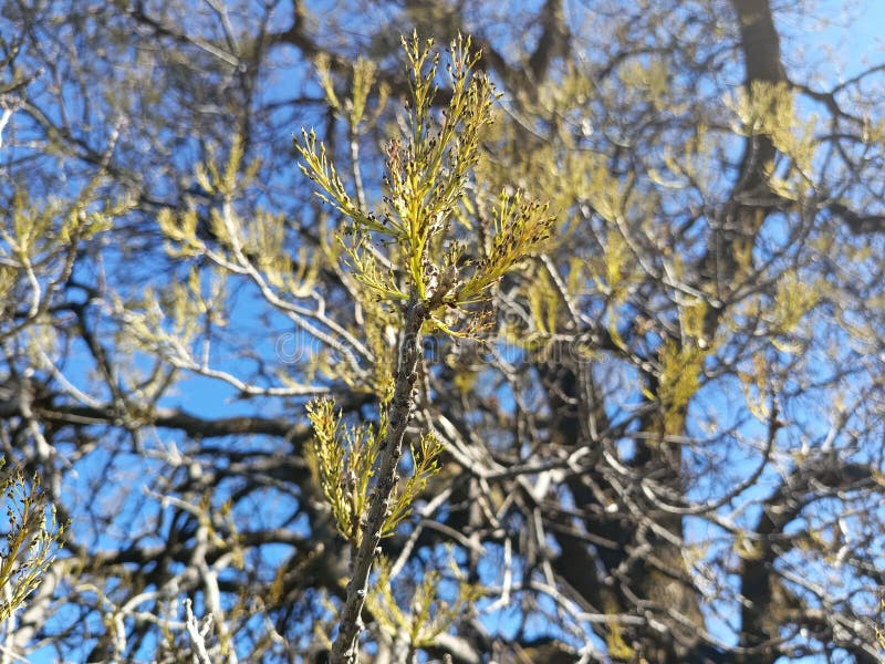The Beginning of Spring is Great for Mating Birds Stock Photo - Image ...