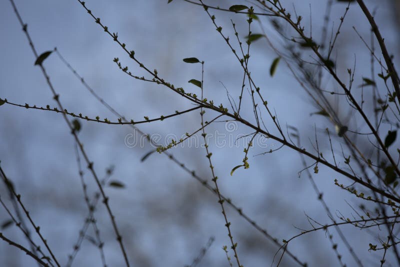 Beginning of Spring stock photo. Image of botanical - 213897192