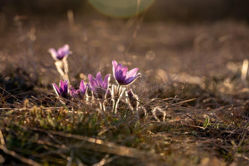 Beginning of Spring in Nature. the First Flowers are Sprouting from the ...