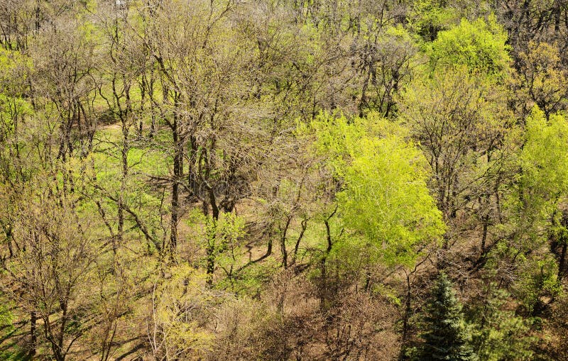 The Beginning of Spring in the Park Stock Image - Image of tree, season ...