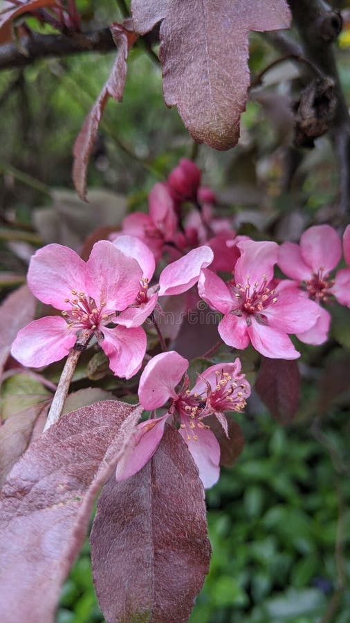 The Beginning of Spring with Pink Lady Blossom Stock Photo - Image of ...