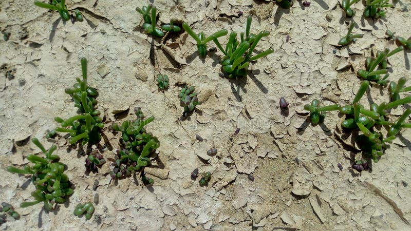 The Beginning of Spring and the Plants Coming Out of the Soil Stock ...