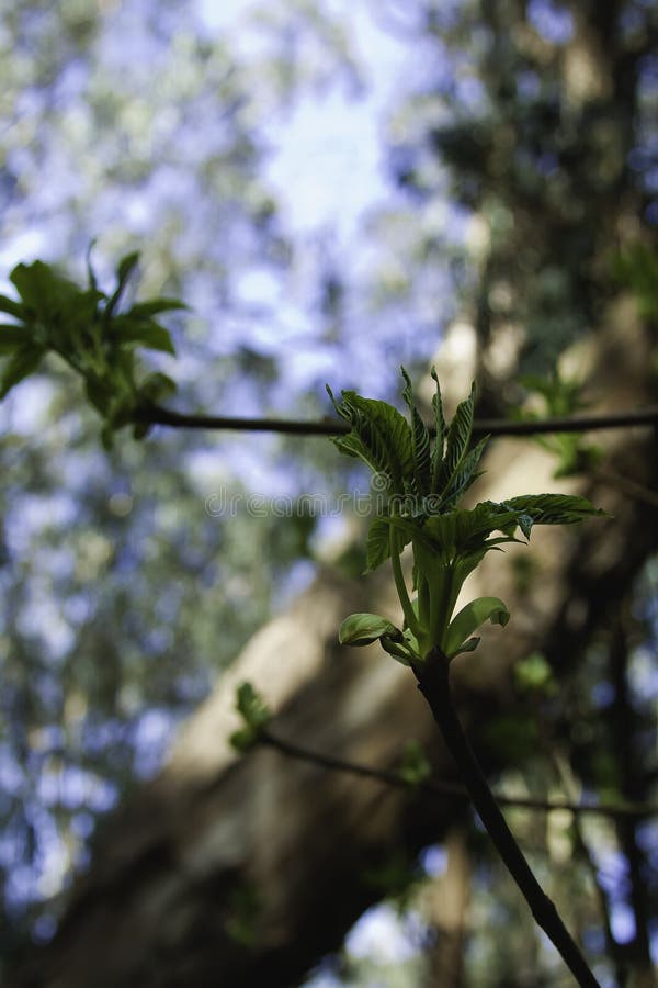 The Beginning of Spring 2019 Stock Image - Image of east, golden: 144836647