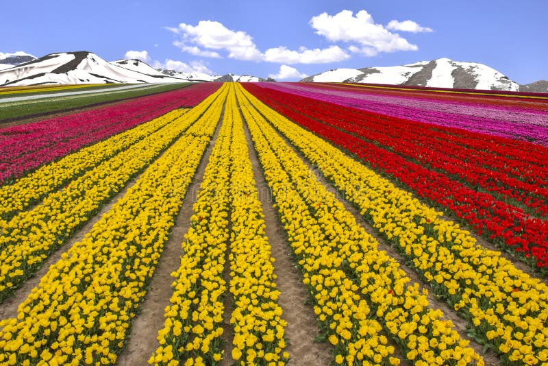 Beginning of spring season stock image. Image of paint - 69648169