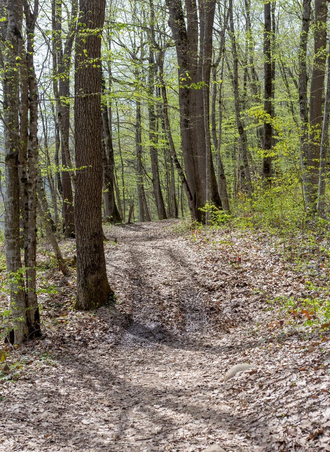 The Beginning of the Spring Season , Nature Walks in the Forest Stock ...