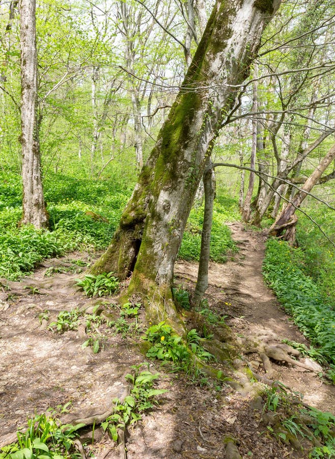 The Beginning of the Spring Season , Nature Walks in the Forest Stock ...