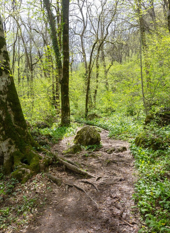 The Beginning of the Spring Season , Nature Walks in the Forest Stock ...