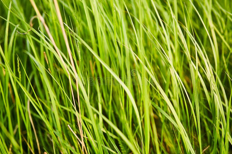 The Beginning of the Spring Season. Young Grass Crops are Springing Up ...