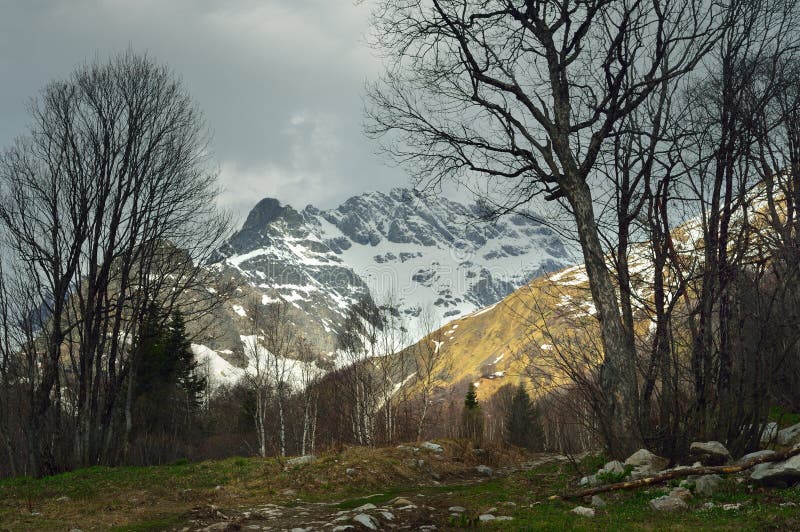 Somber morning stock photo. Image of forest, morning - 55945716