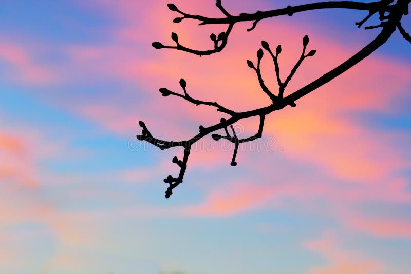 Beginning of Spring stock photo. Image of orange, branches - 39019882