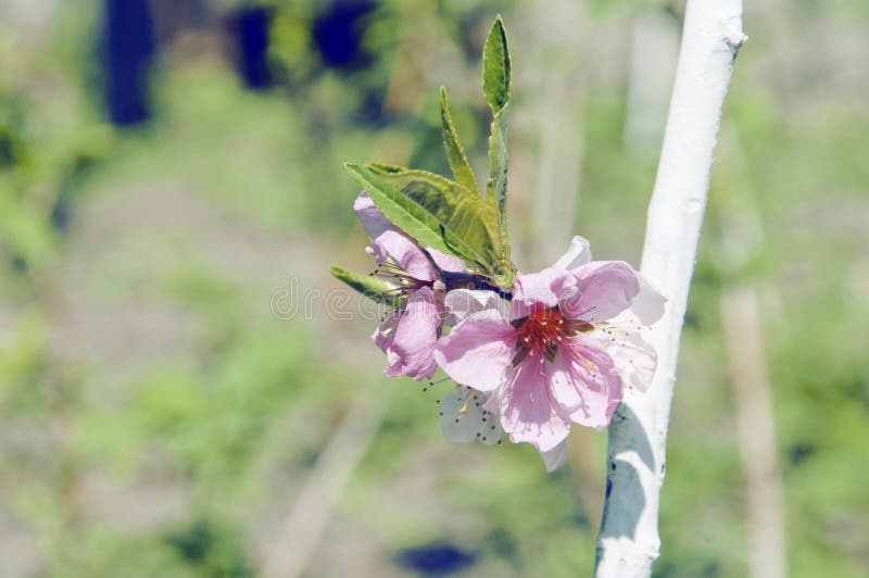The Beginning of Spring, the Trees are Blooming Stock Photo - Image of ...