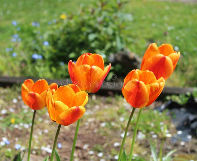 The Beginning of Spring in a Tulip Stock Photo - Image of beauty, shot ...