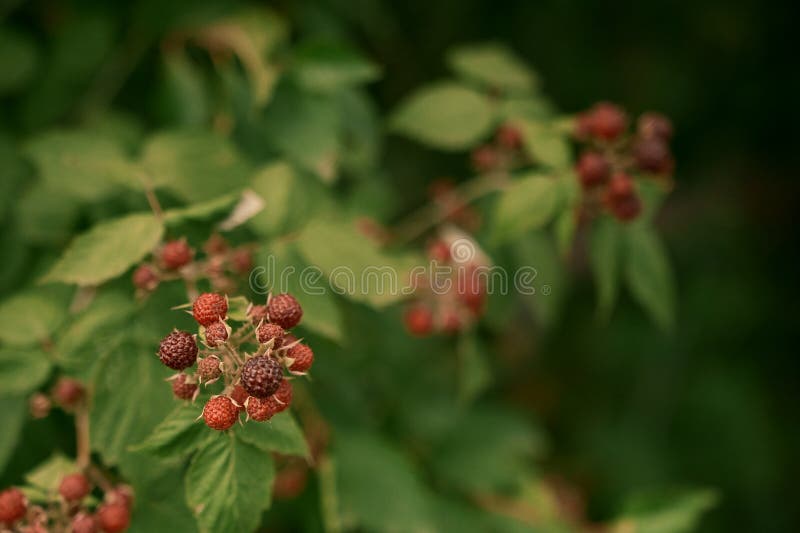 5 Berries Fruits Ve Stock Photos - Free & Royalty-Free Stock Photos ...