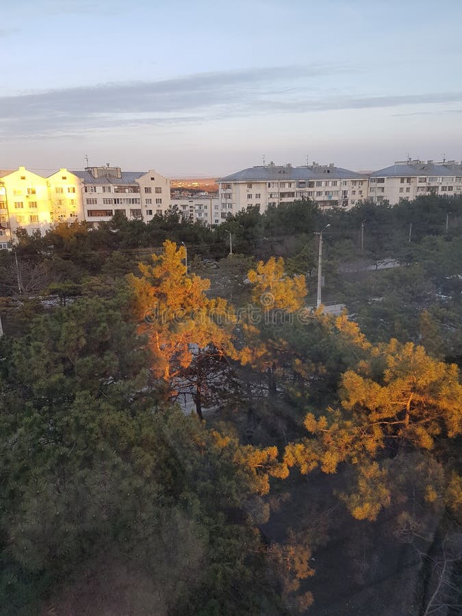 The Beginning of the Sunset Over the Golden Trees Stock Photo - Image ...