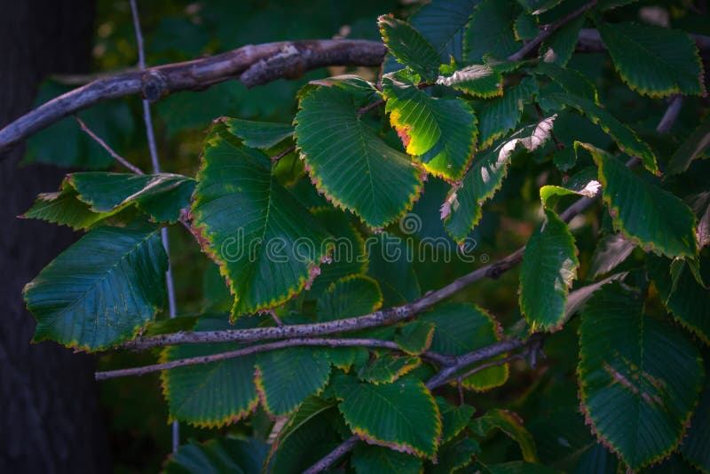 Beginning To Fade Green Alder Leaves Stock Photo - Image of season ...