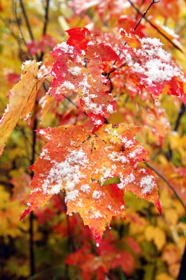 Beginning of Winter stock photo. Image of soft, leaves - 20929376