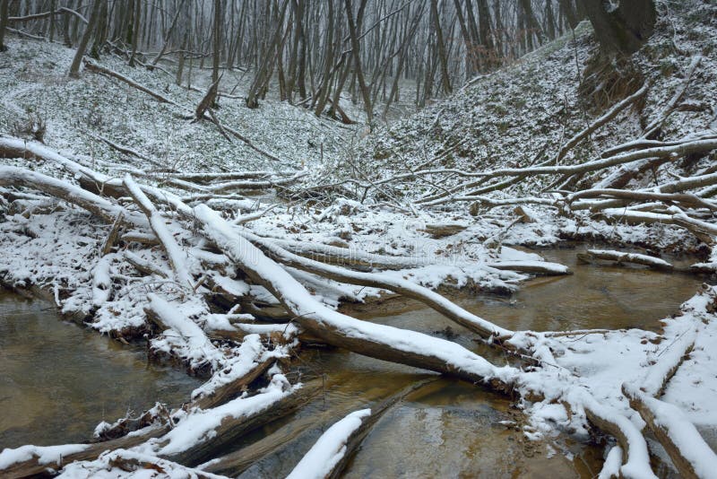 Beginning of winter stock photo. Image of nature, grove - 47385572