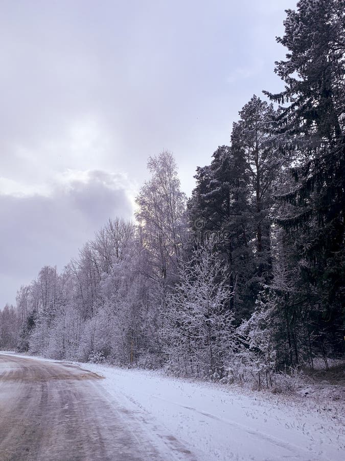 Beginning of Winter. First Snow on Tree Branches Along Road Stock Image ...