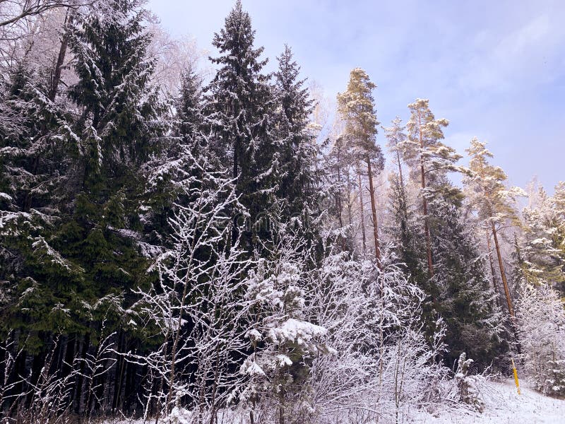 Beginning of Winter. First Snow on Tree Branches Along Road Stock Photo ...