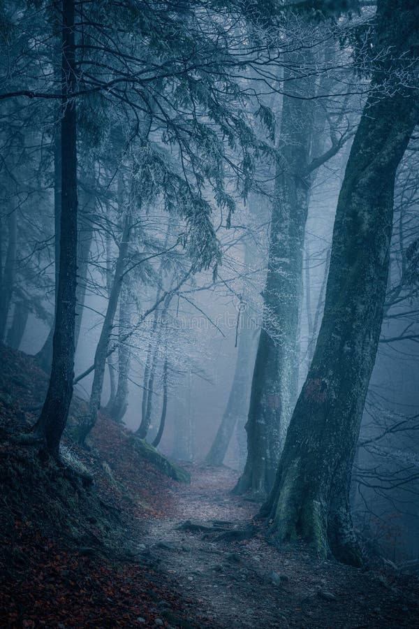 Beginning of Winter in a Forest, during a Freezing Rain Mixed with ...