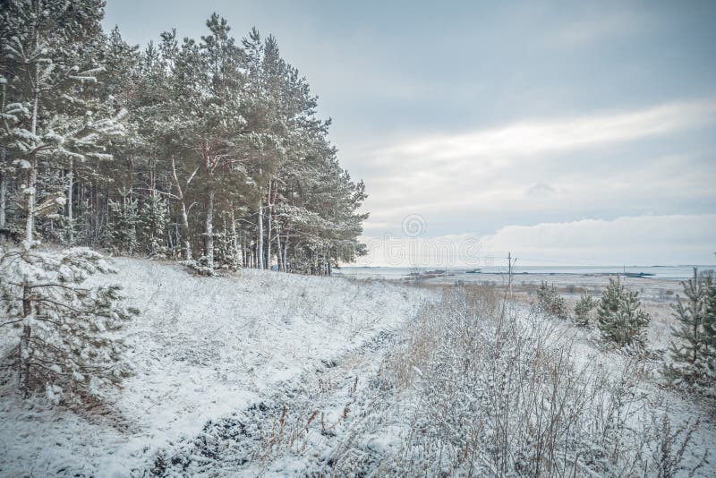 The Beginning of Winter in the Forest in November Stock Image - Image ...