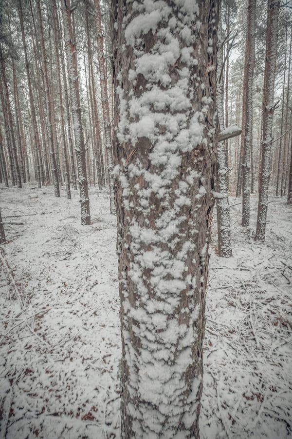 The Beginning of Winter in the Forest in November Stock Photo - Image ...