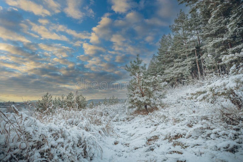 The Beginning of Winter in the Forest in November Stock Photo - Image ...