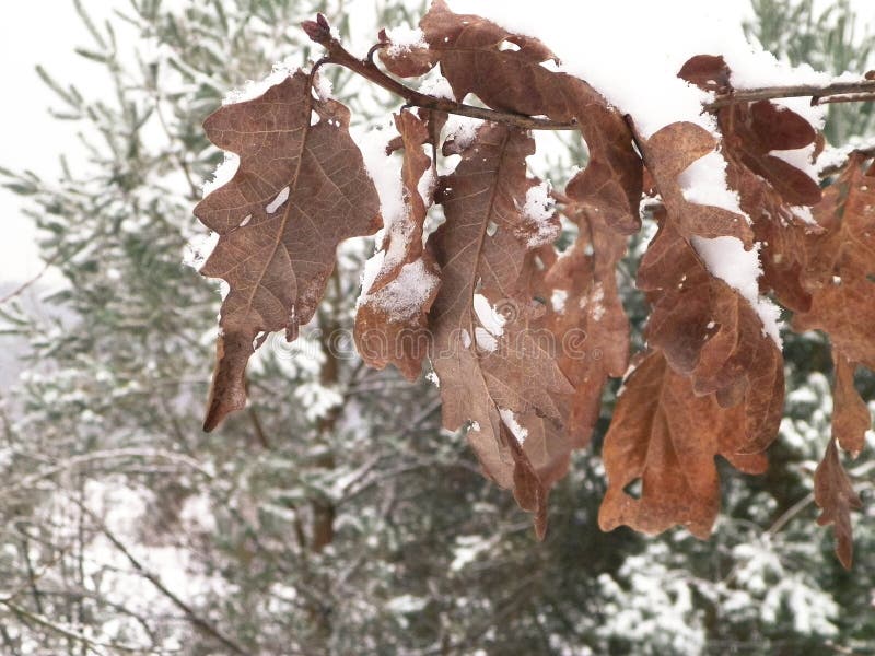 Beginning of Winter - Fresh Snow on Oak Tree Branch Stock Image - Image ...