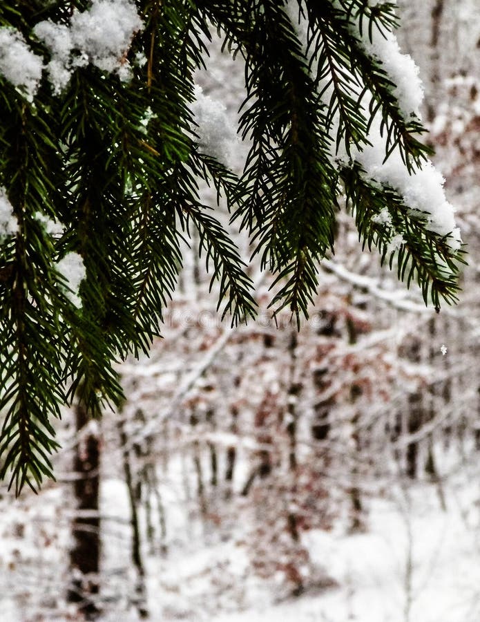 Beginning of Winter - Fresh Snow on Spruce Branch Stock Photo - Image ...