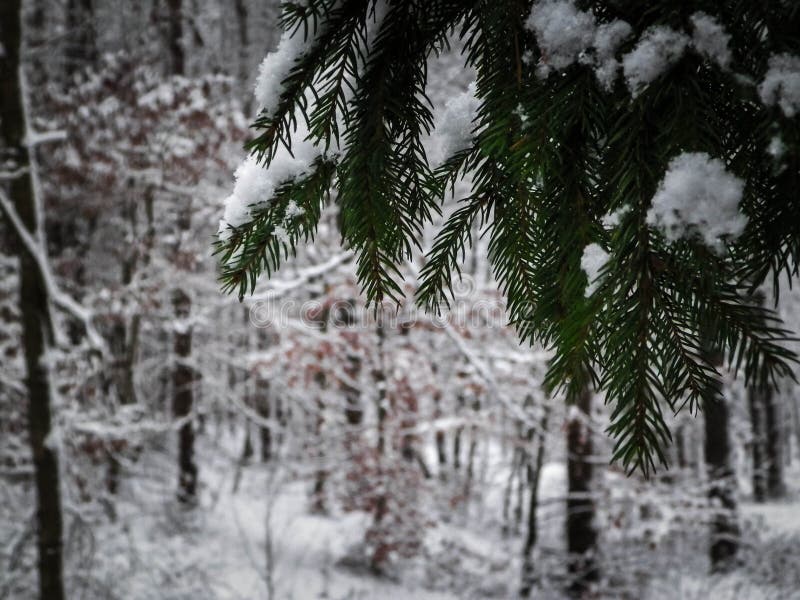 Beginning of Winter - Fresh Snow on Spruce Tree Branch Stock Photo ...