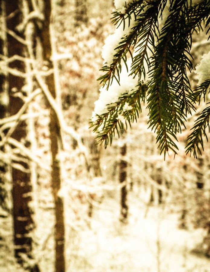 Beginning of Winter - Fresh Snow on Spruce Branch Stock Image - Image ...