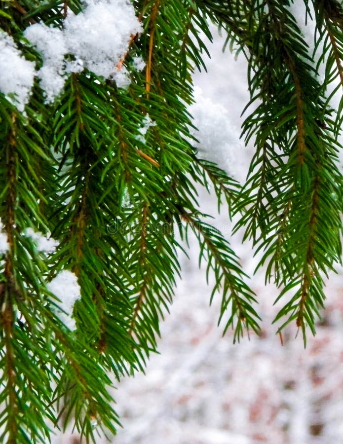Beginning of Winter - Fresh Snow on Spruce Tree Stock Photo - Image of ...