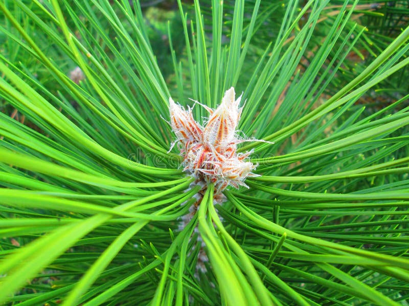 Pine Tree in the Spring stock image. Image of pine, park - 178622455