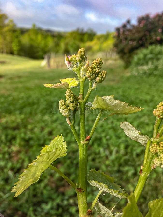 So Begins the Life of a Grape Stock Photo - Image of formation, life ...