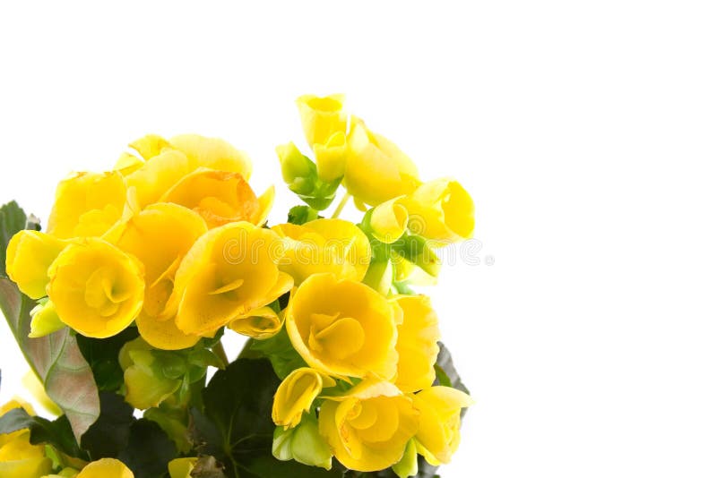 Ramos de begonia amarilla foto de archivo. Imagen de flor - 14203510