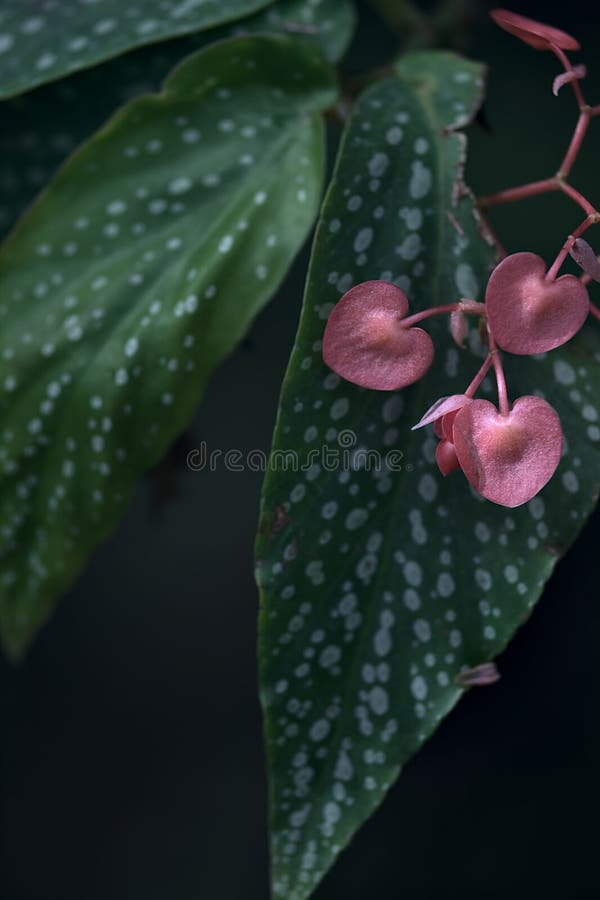 Begonia in Bloom in a Garden Seen Up Close Stock Photo - Image of ...