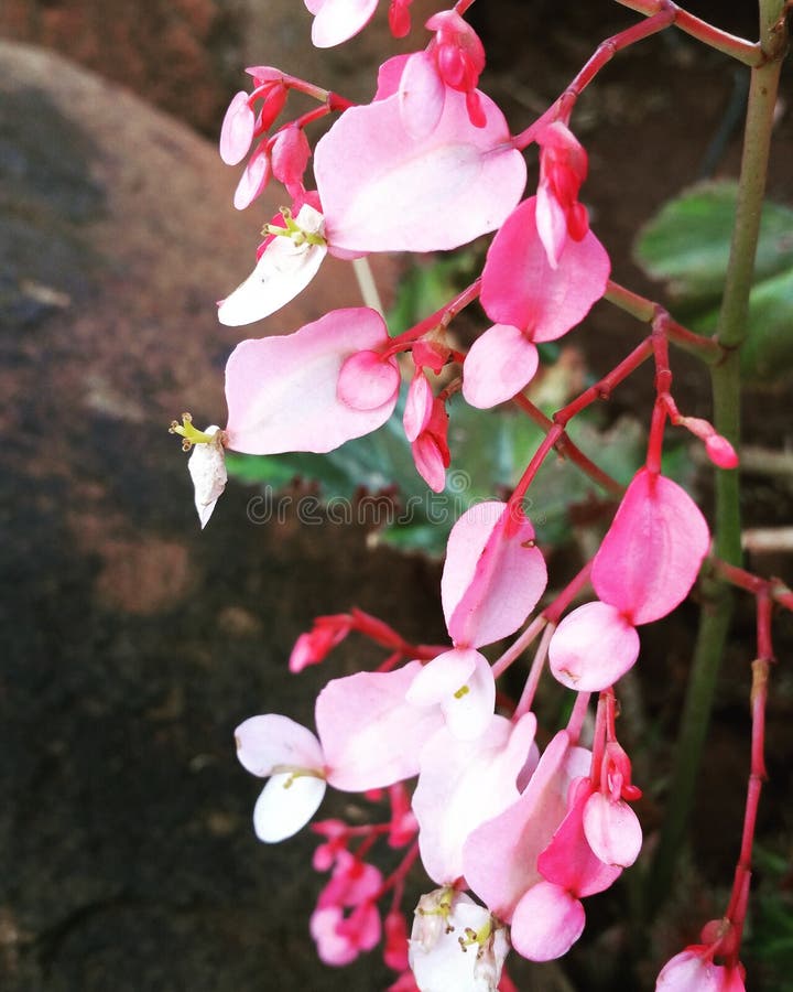 Begonia cleopatra stock photo. Image of rain, pink, begonia - 102926602