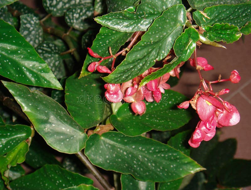 Begonia coccinea in bloom stock image. Image of plant - 149803545