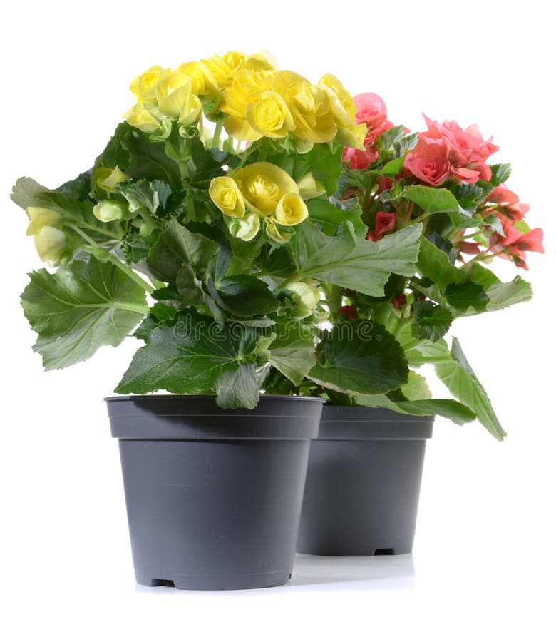 Begonia Flower in a Pot stock image. Image of decorative - 185654971