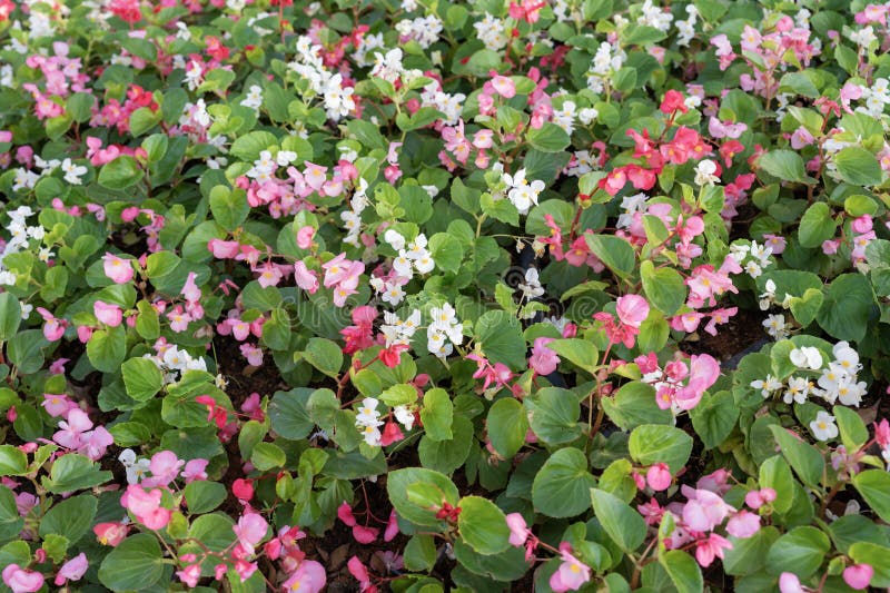 Begonia Flower (Begonia Semperflorens) Blooming Stock Image - Image of ...