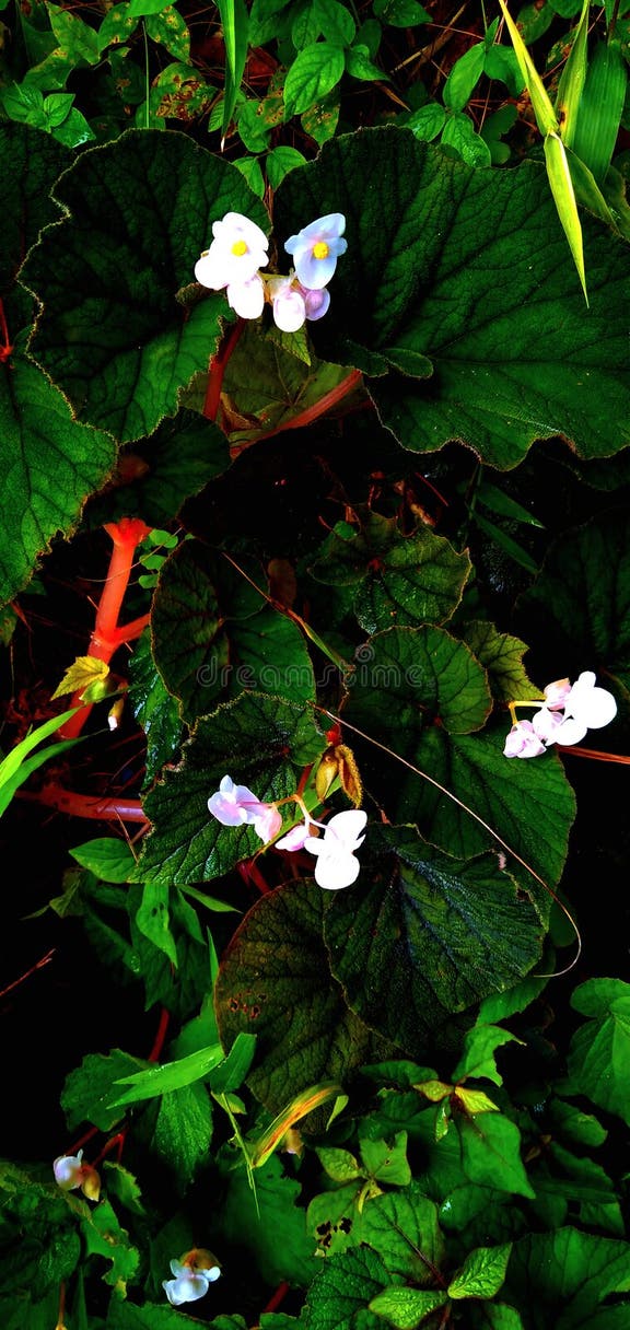 Begonia Flower at Tropical Forest Stock Photo - Image of plant, tree ...