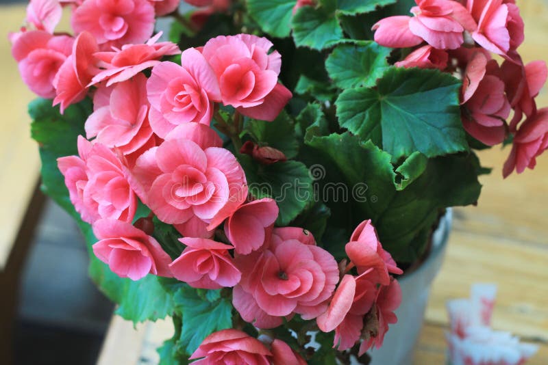 Begonia flowers stock image. Image of geranium, landscaping - 51478243